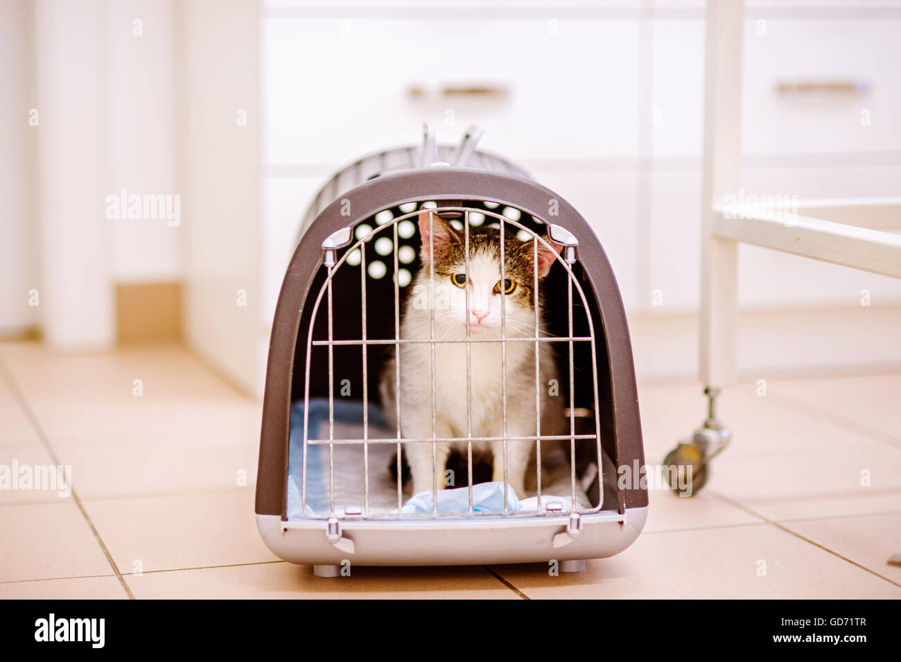 Close up of a little cat in cage Stock Photo - Alamy