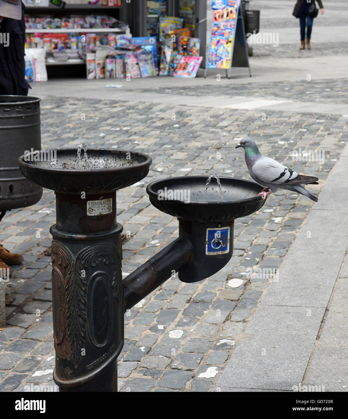 Pigeon drinking from public water drinking fountain Segovia Spain Stock ...