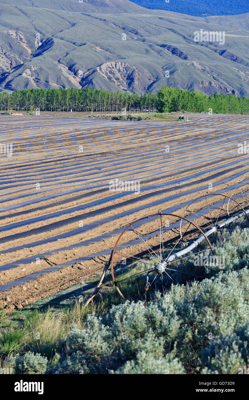 Field prepared for planting melon crop, Ashcroft, British Columbia ...