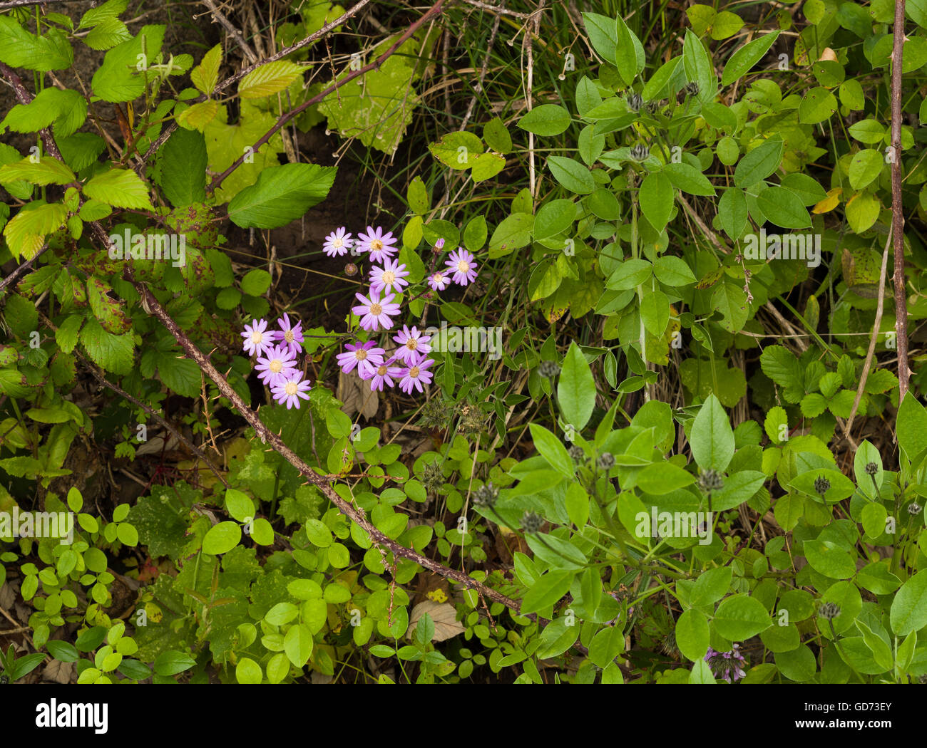 Endemic native plant flora hi-res stock photography and images - Alamy