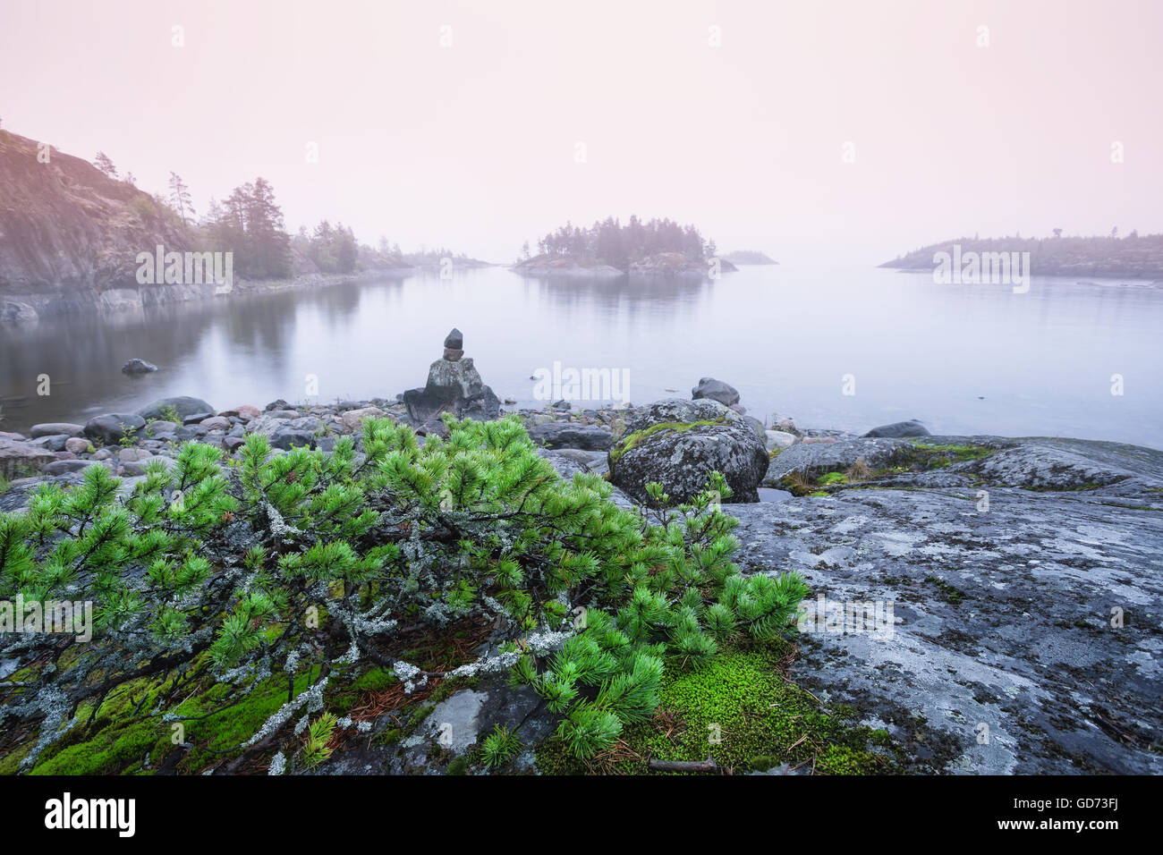 Juniper bush on stone beach in the fog Stock Photo - Alamy