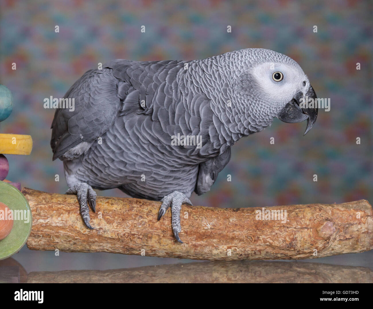 African Grey parrot stood on a natural wooden perch looking past the ...