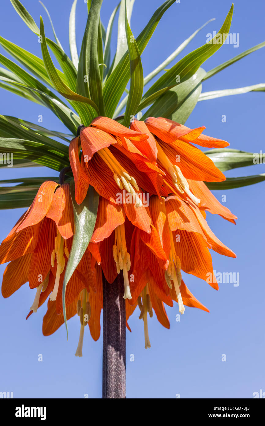 Imperial blue flower hi-res stock photography and images - Alamy