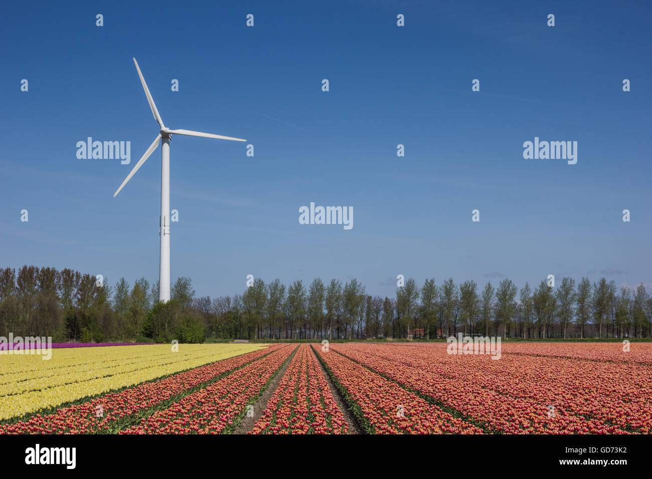 Field of yellow and pink tulips and wind turbine Stock Photo - Alamy