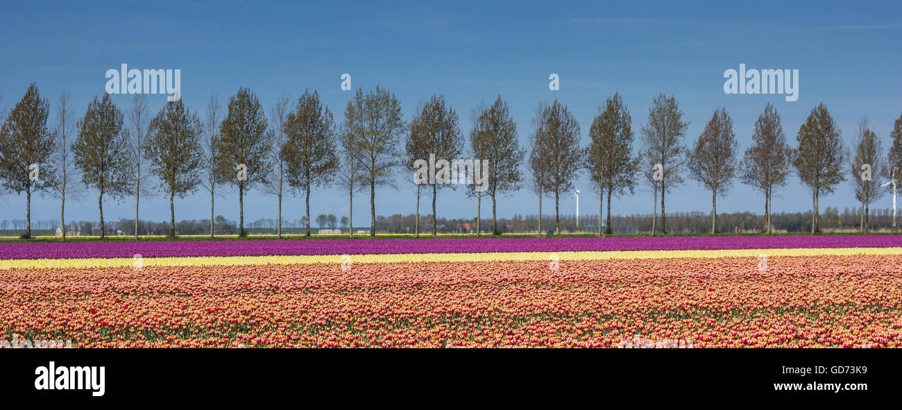 Panorama of red white tulips field along a treeline Stock Photo - Alamy