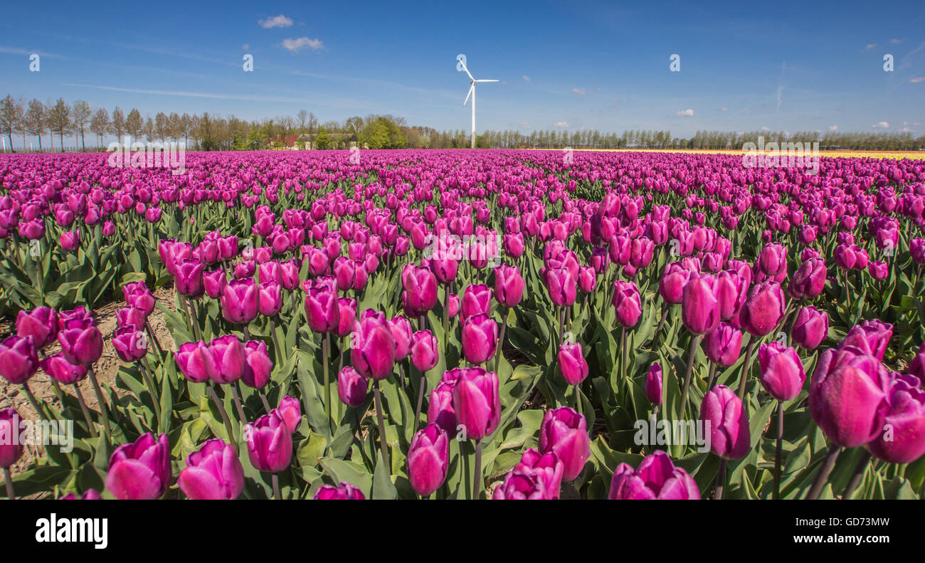 Field of purple tulips and a wind turbine in the Netherlands Stock ...