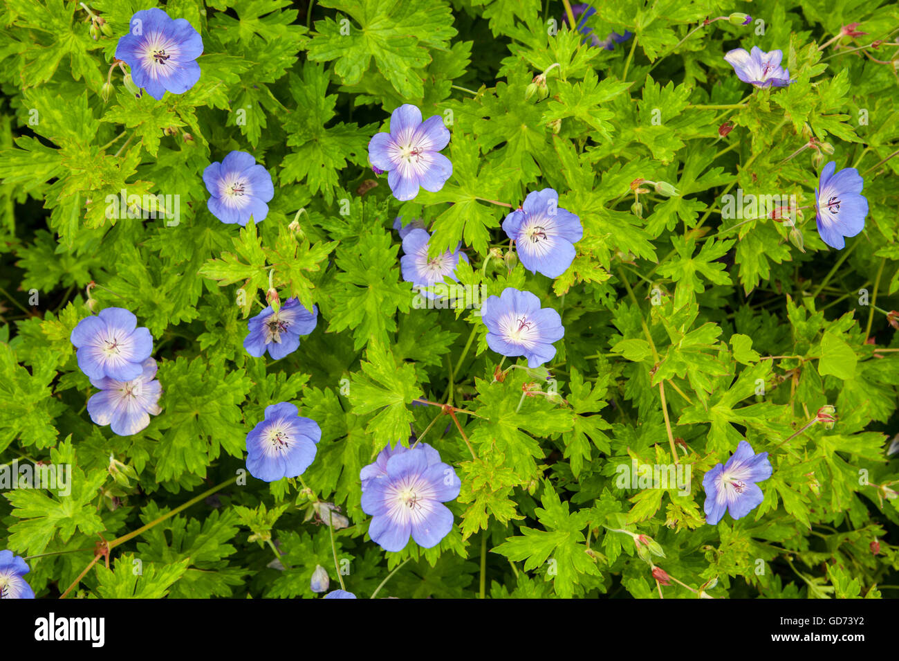 Flowering Rozanne Geranium Perennial in an English Garden in Tunbiridge ...