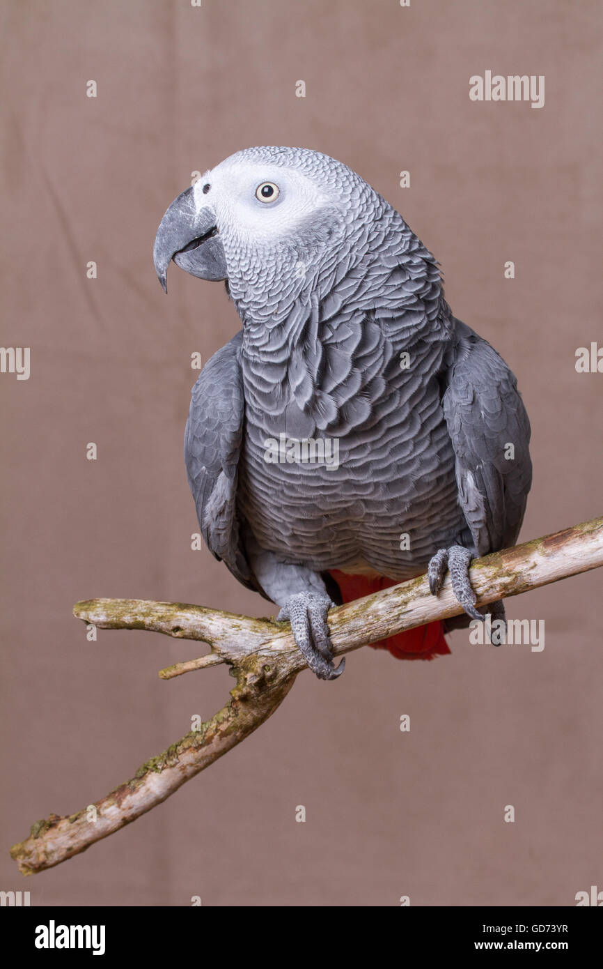 African grey parrot hi-res stock photography and images - Alamy
