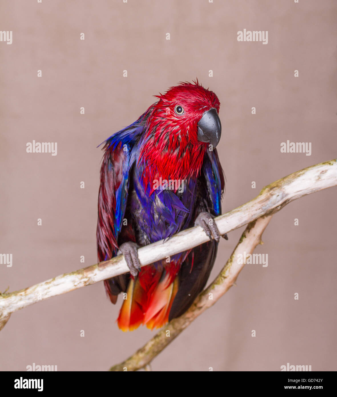 Eclectus parrots hi-res stock photography and images - Alamy