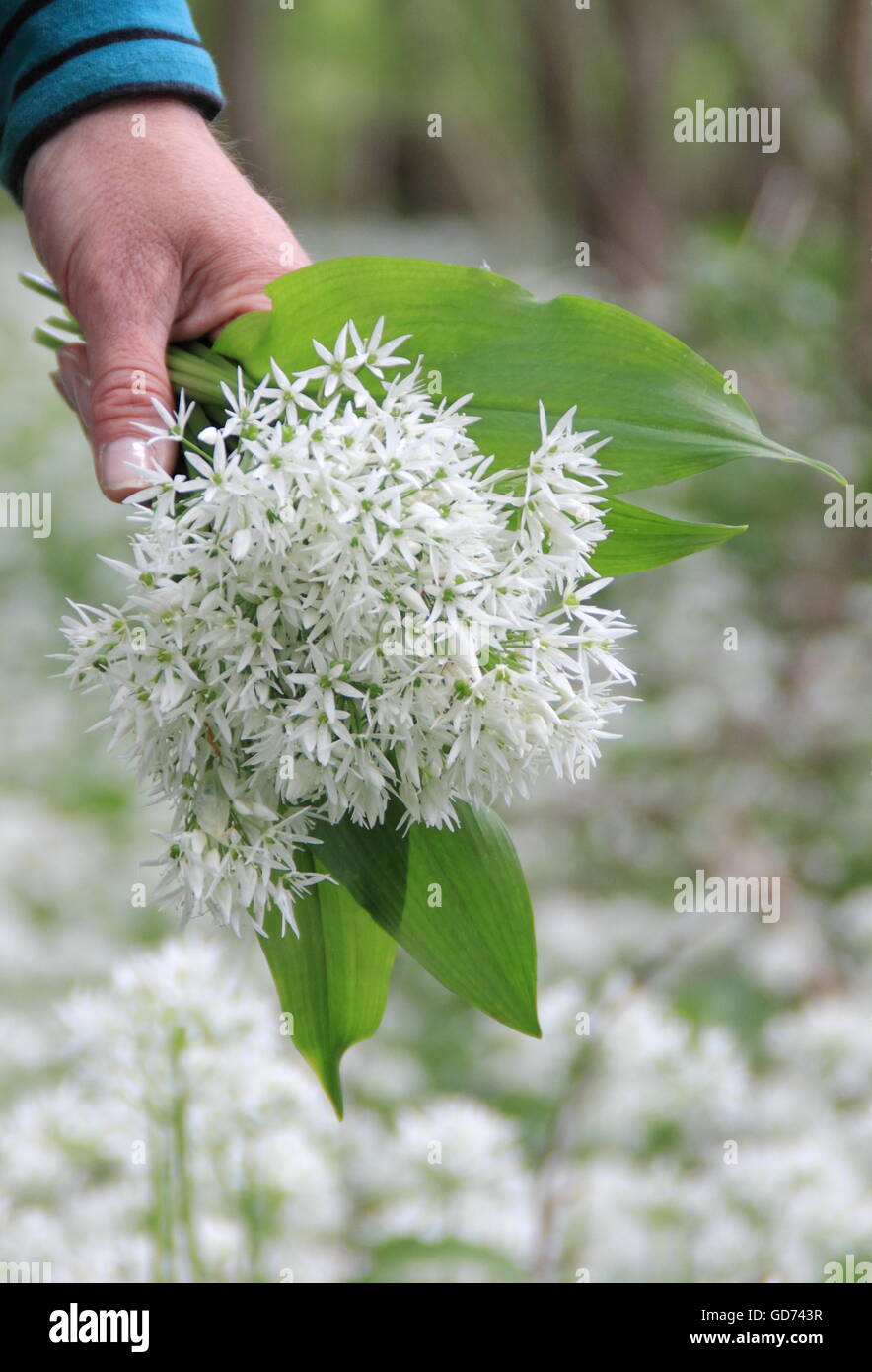 A woman carries a bunch of flowering wild garlic through pretty ...