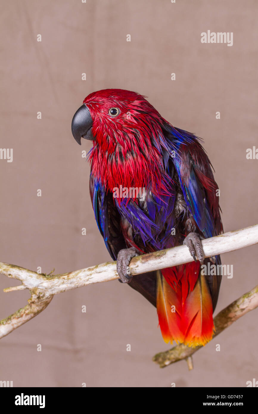 Eclectus parrots hi-res stock photography and images - Alamy