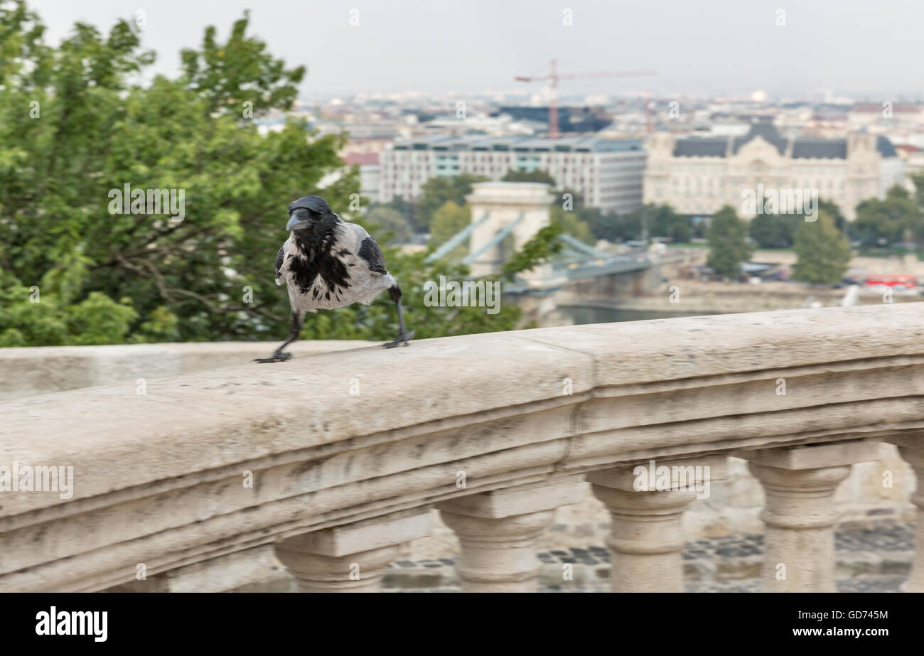 Old raven with Budapest cityscape in background, Hungary Stock Photo ...