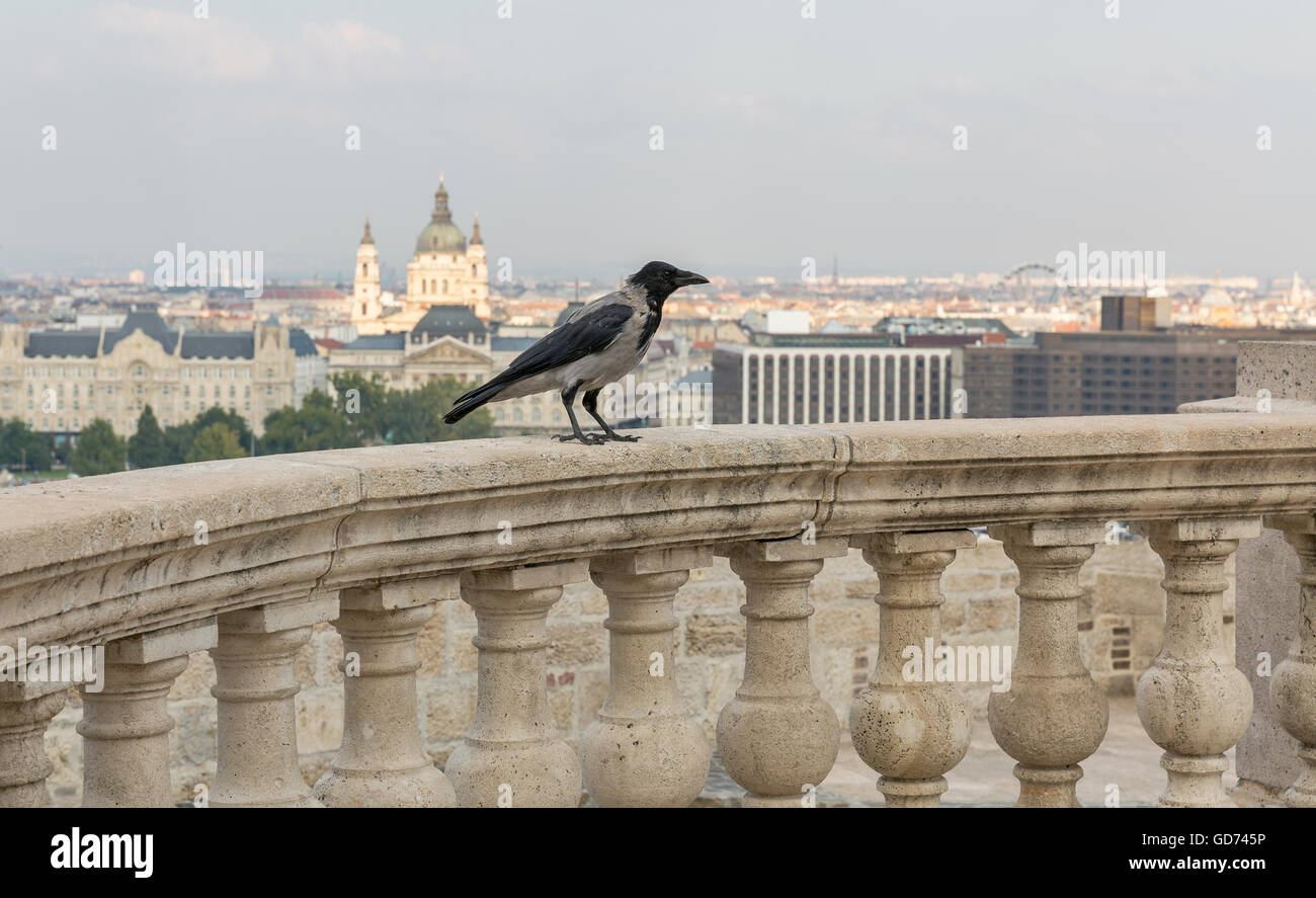 Old raven with Budapest cityscape in background, Hungary Stock Photo ...