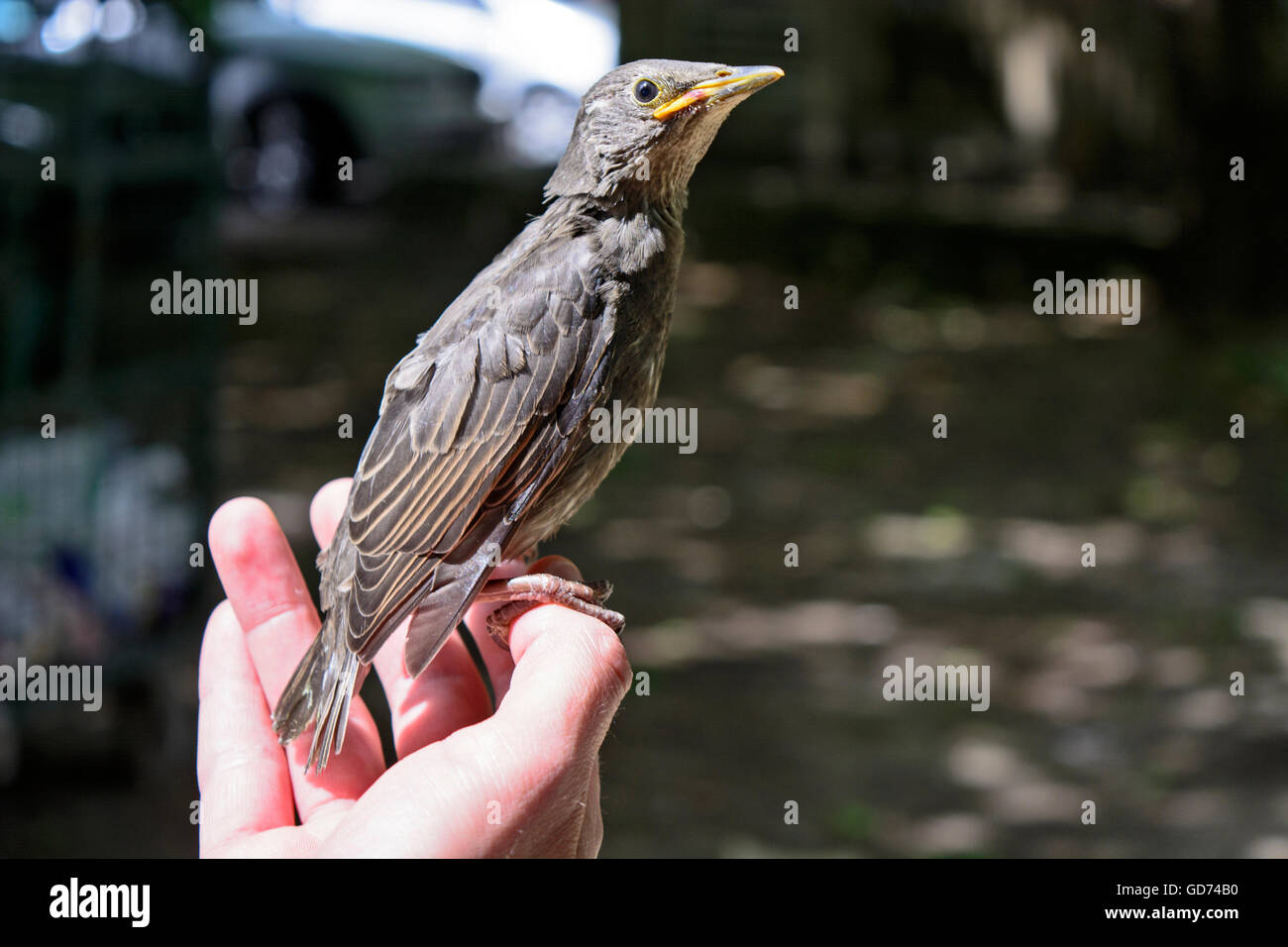Hand cub hi-res stock photography and images - Alamy