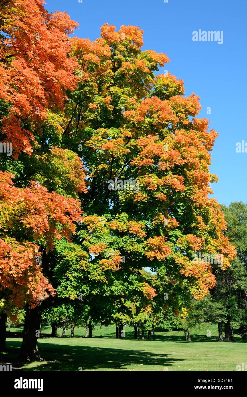 Yellow maples in autumn in the park hi-res stock photography and images ...