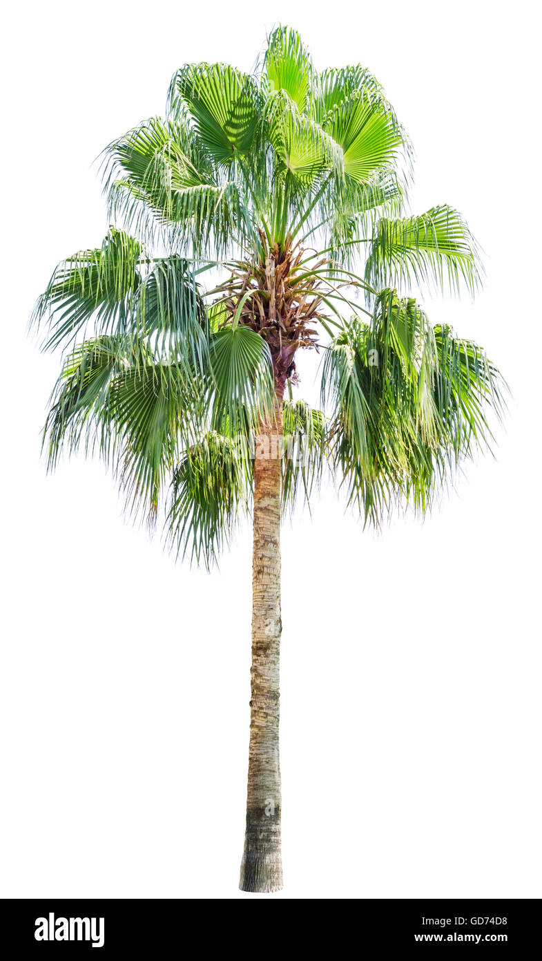 Tall palm tree hi-res stock photography and images - Alamy