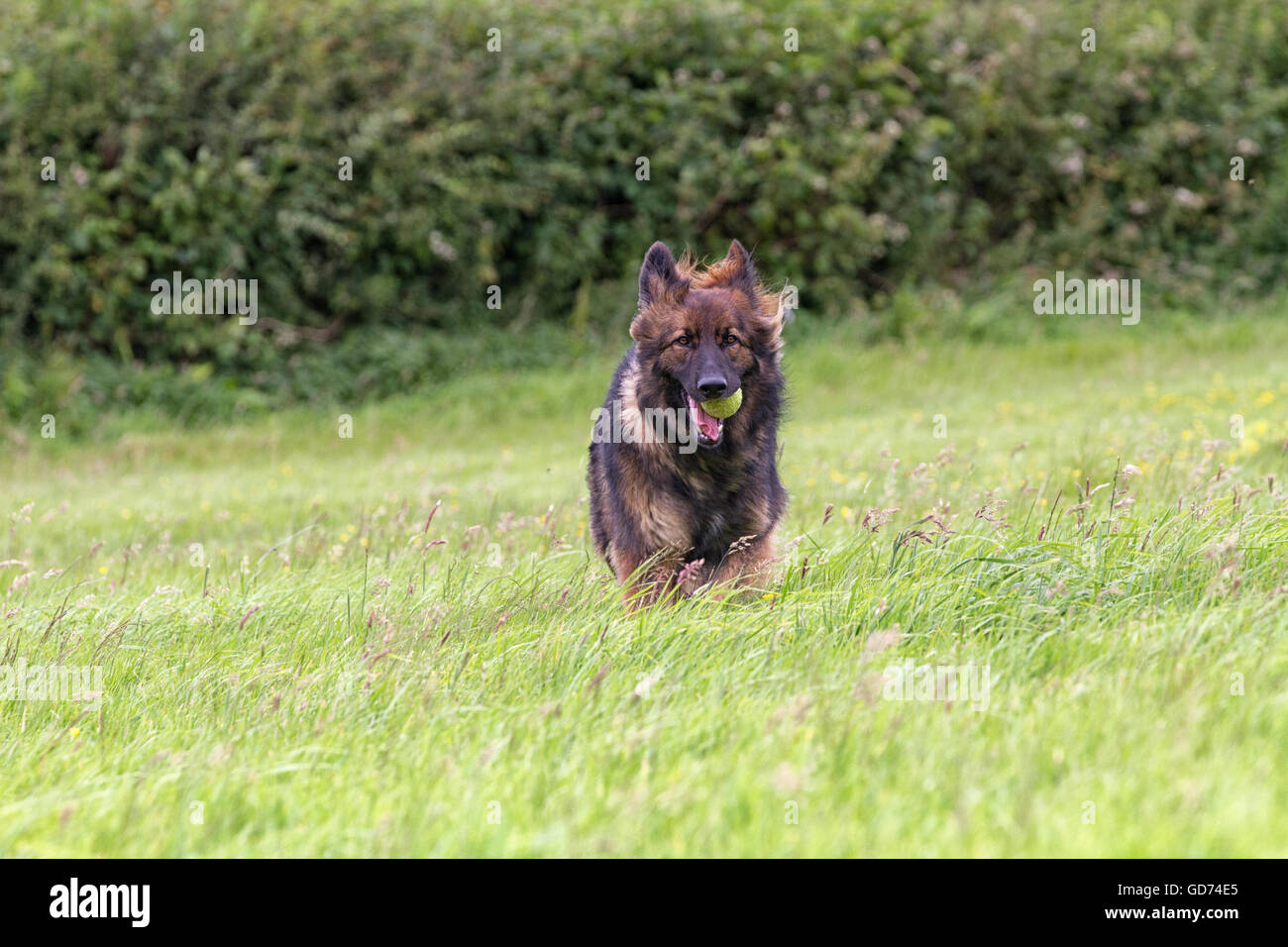 German Shepherd Dog returning with his ball, playing a game of fetch ...
