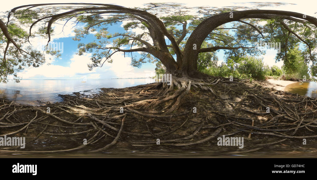 Beautiful Panorama. Large tree with roots on the coast of river (360 ...
