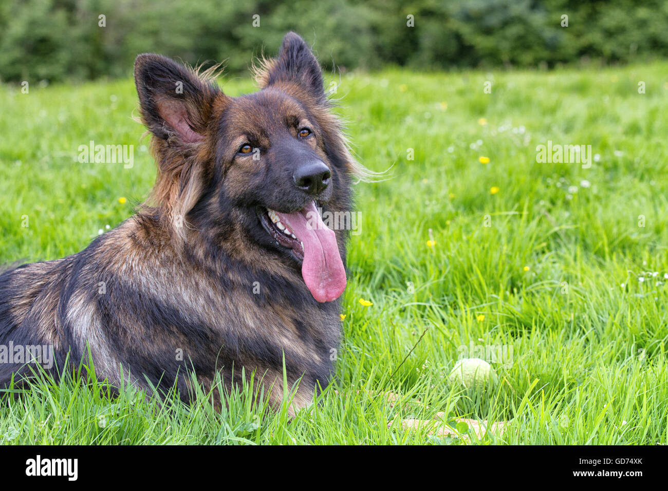 German Shepherd Dog laid on grass with his ball and his tongue out ...