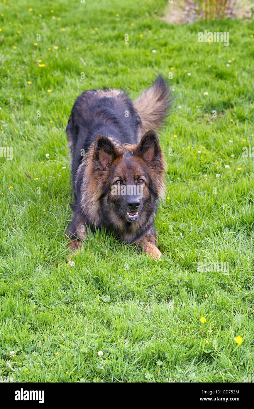 Dog vertical hi-res stock photography and images - Alamy