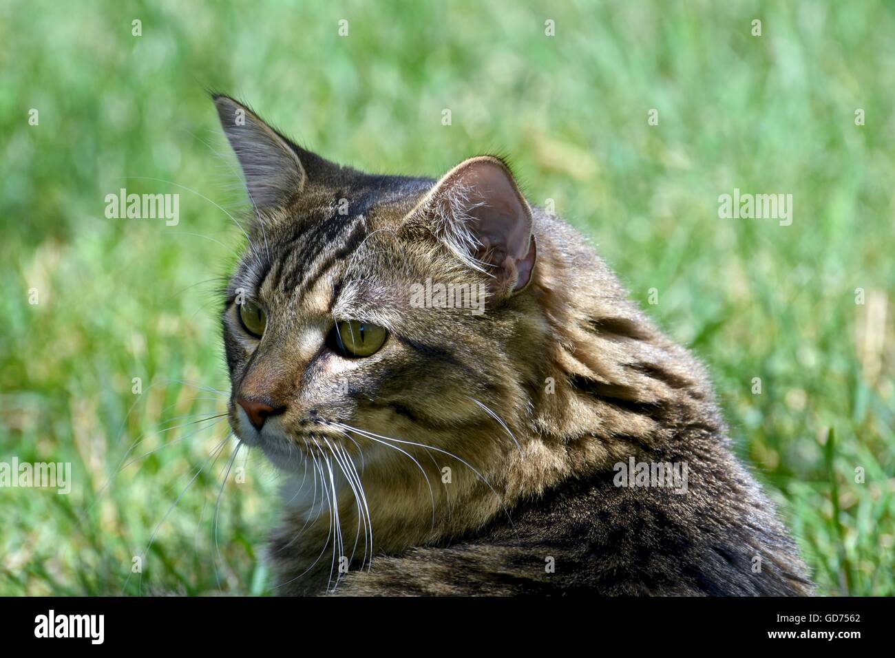 A gorgeous male cat playing outdoors Stock Photo - Alamy