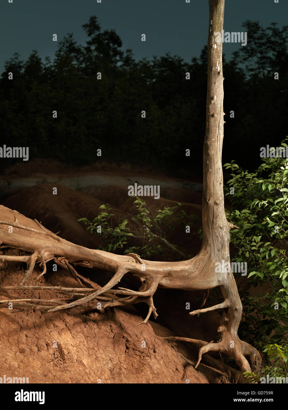 Dried Tree Roots High Resolution Stock Photography and Images - Alamy