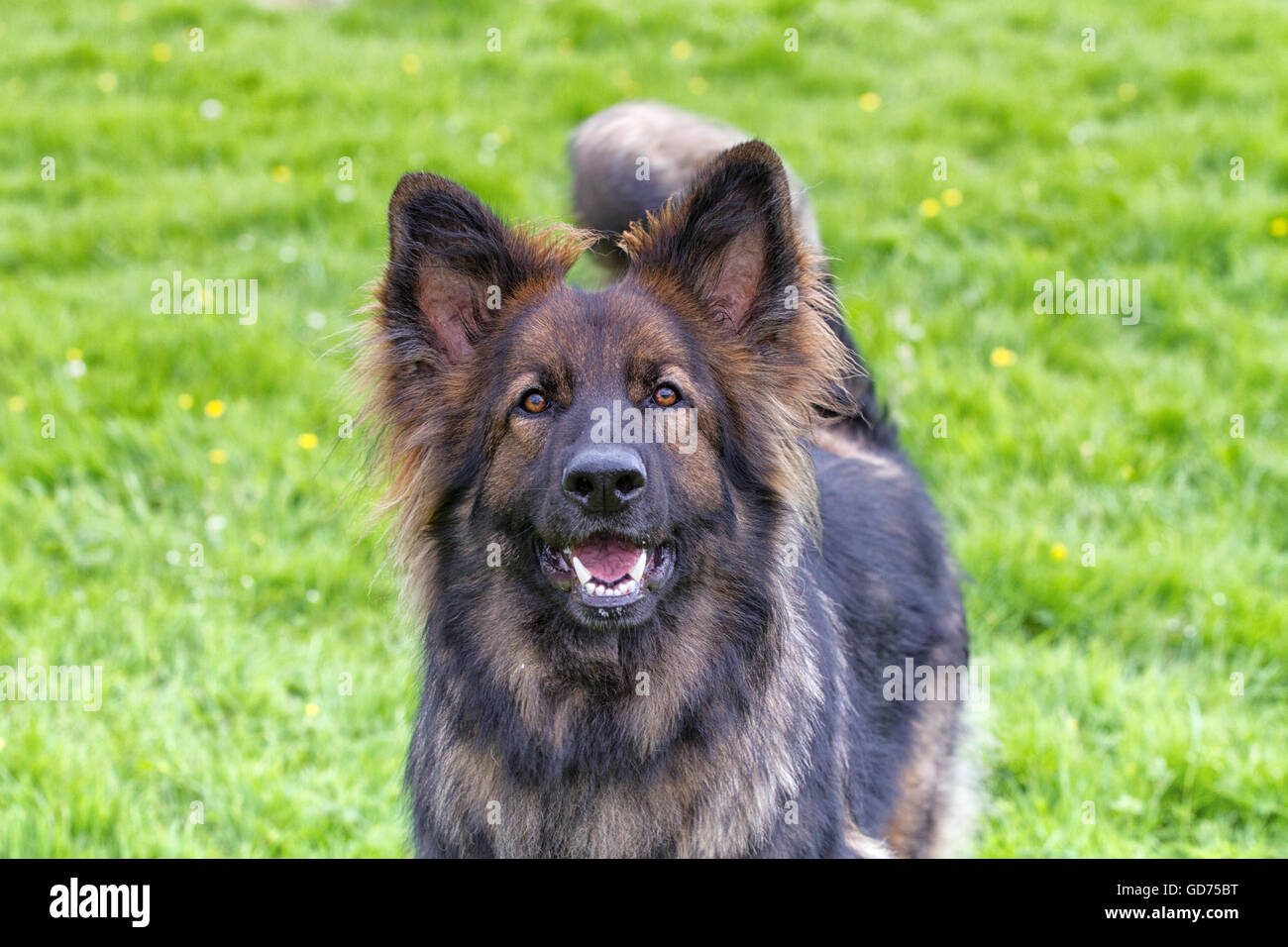 Dog excited and barking hi-res stock photography and images - Alamy