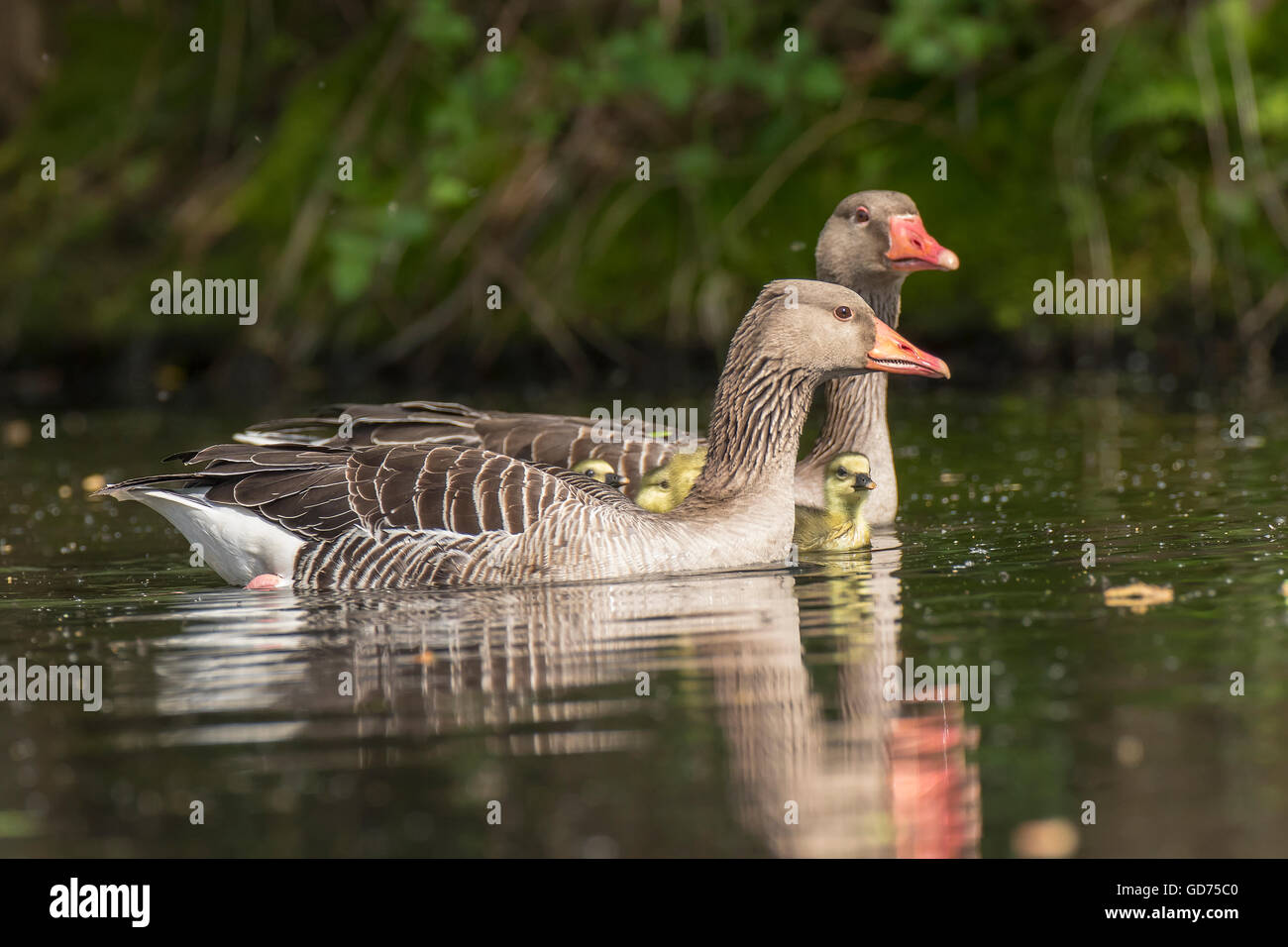 Two geese in water swimming hi-res stock photography and images - Alamy