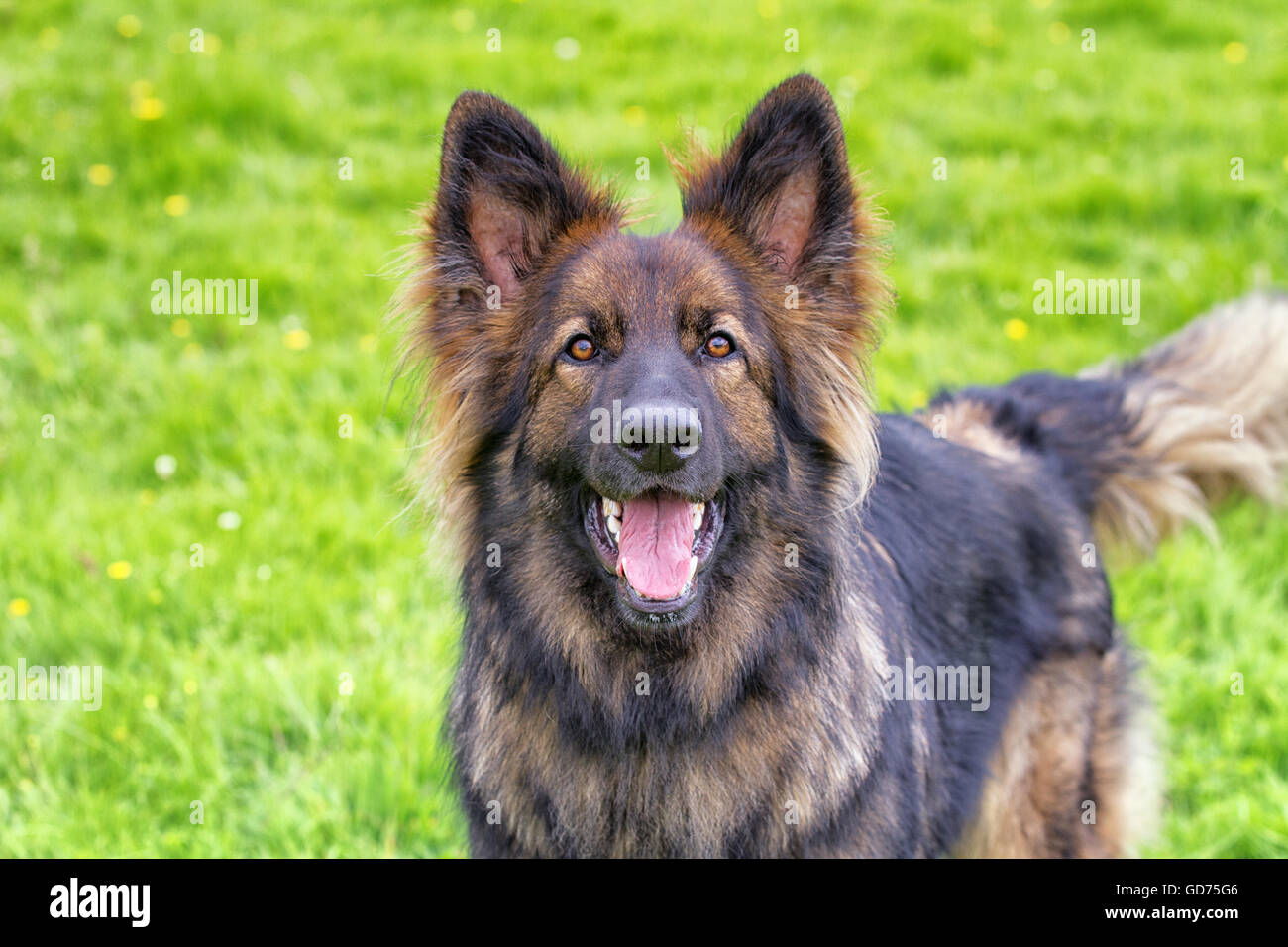 Excited German Shepherd Dog stood on grass barking at the camera Stock ...