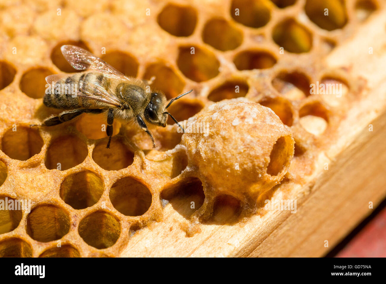 A Carniolan honey bee (Apis mellifera carnica) on a honeycomb, Saxony ...