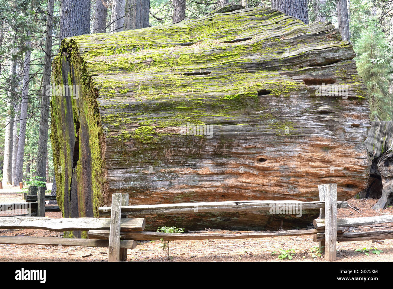 Man giant sequoia tree hi-res stock photography and images - Alamy