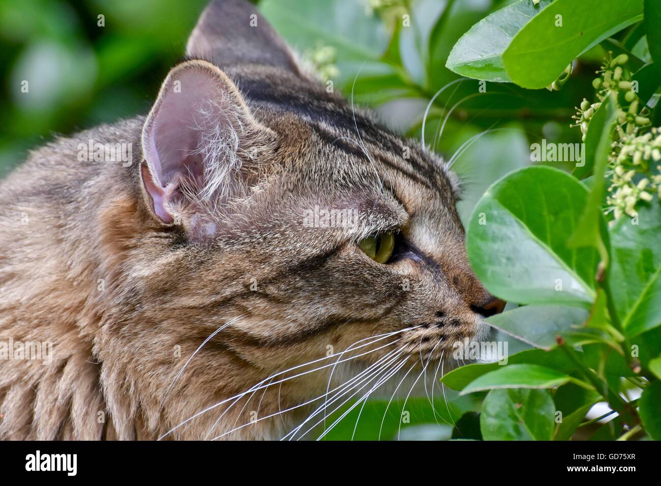 A gorgeous male cat playing outdoors Stock Photo - Alamy