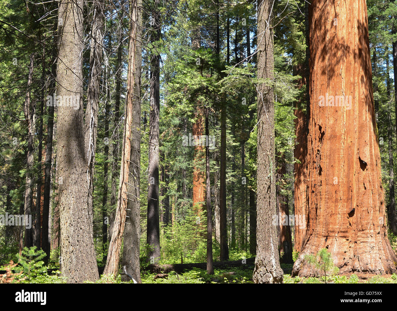 Calaveras grove big tree hi-res stock photography and images - Alamy