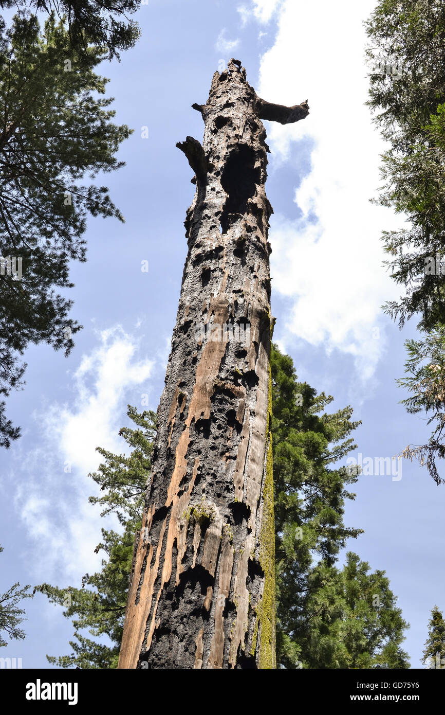 Mother of the forest, a dead sequoia tree at Calaveras Big Trees State ...