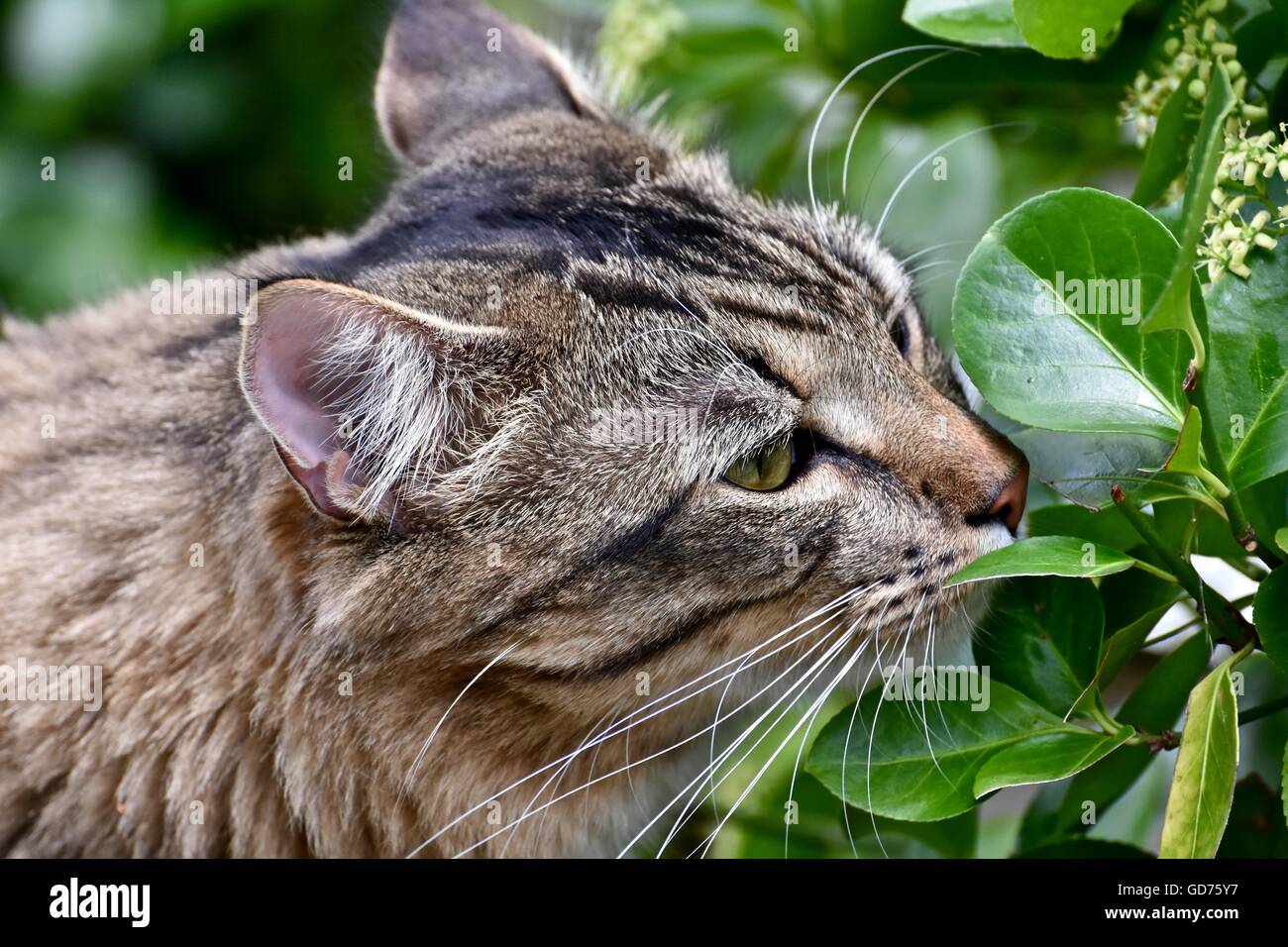 A gorgeous male cat playing outdoors Stock Photo - Alamy