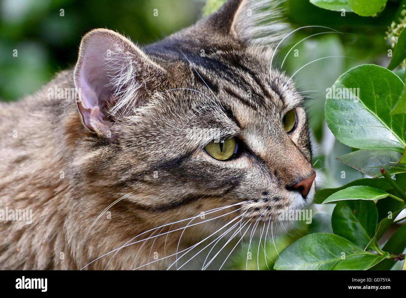 A gorgeous male cat playing outdoors Stock Photo - Alamy