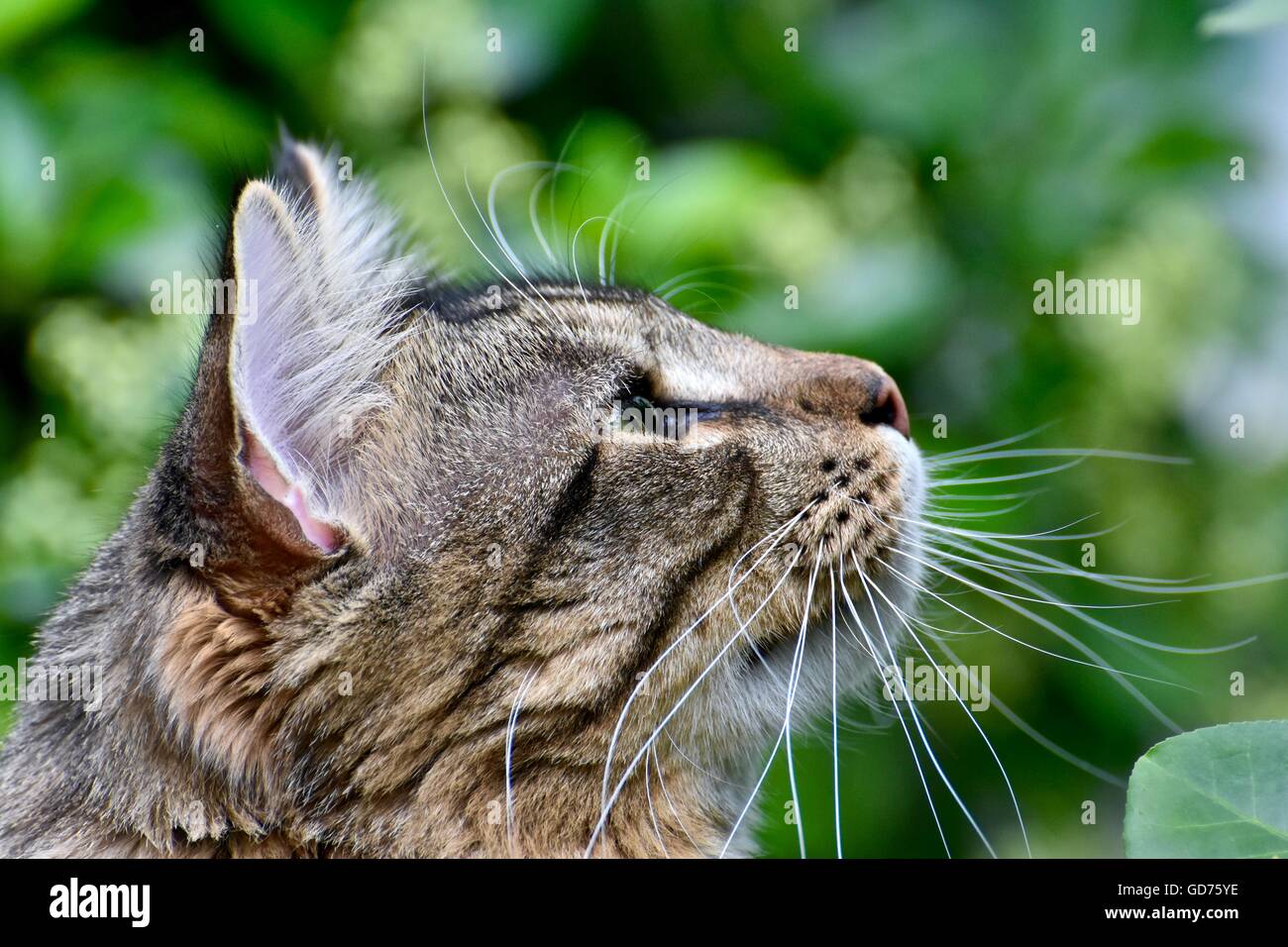 A gorgeous male cat playing outdoors Stock Photo - Alamy