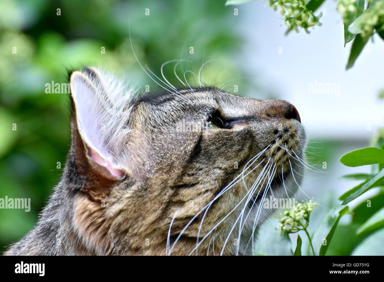 A gorgeous male cat playing outdoors Stock Photo - Alamy