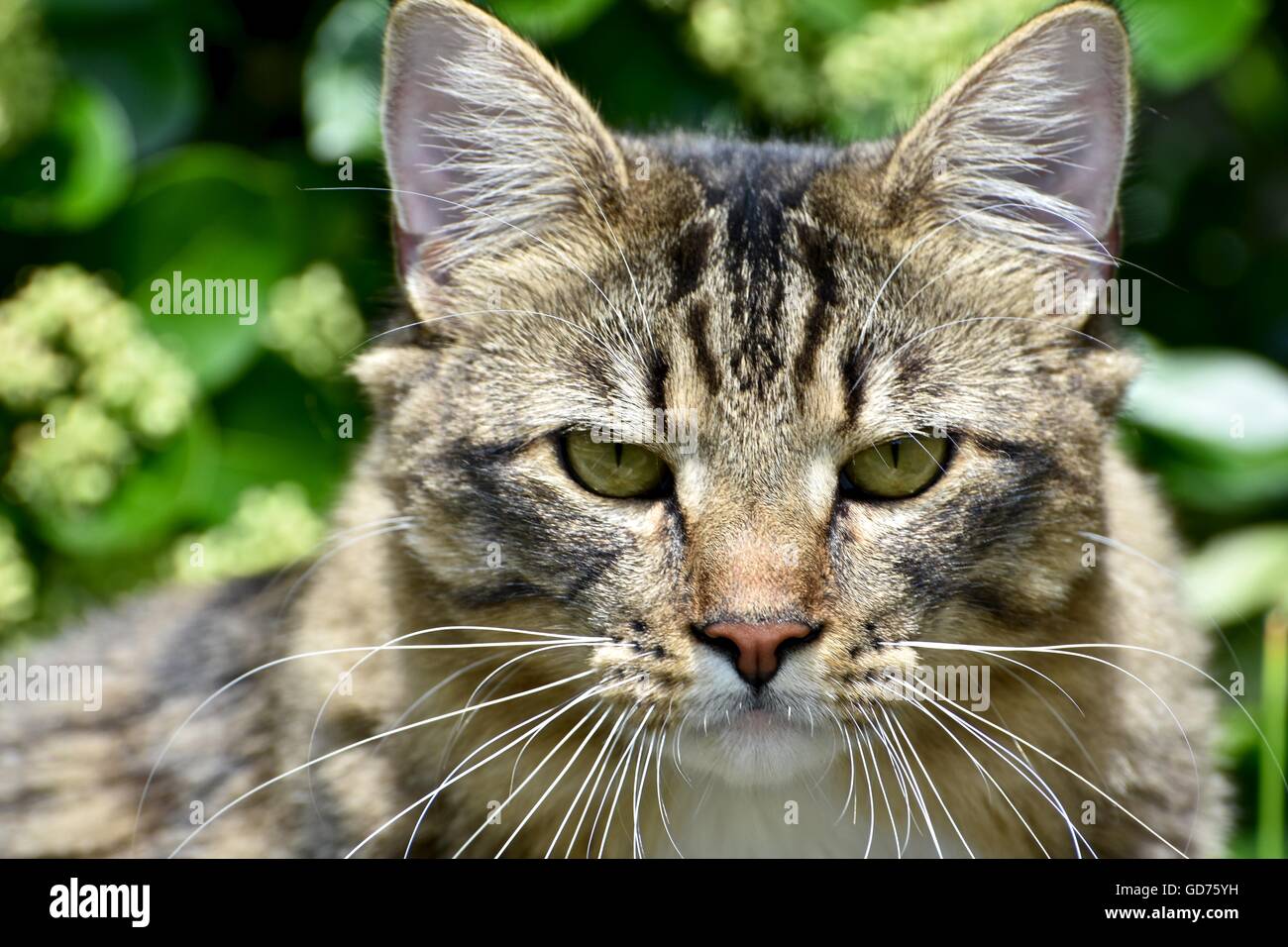 A gorgeous male cat playing outdoors Stock Photo - Alamy