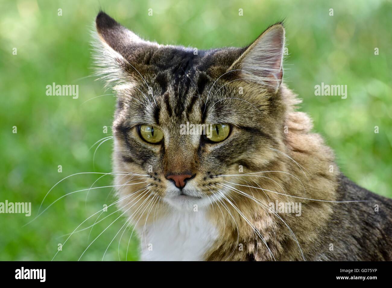 A gorgeous male cat playing outdoors Stock Photo - Alamy