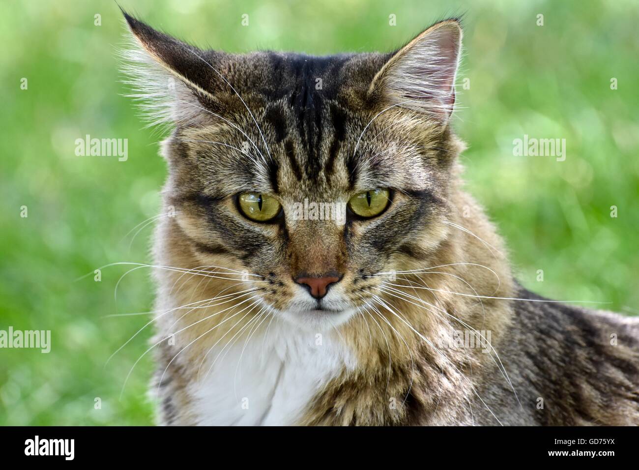 Gorgeous male hi-res stock photography and images - Alamy