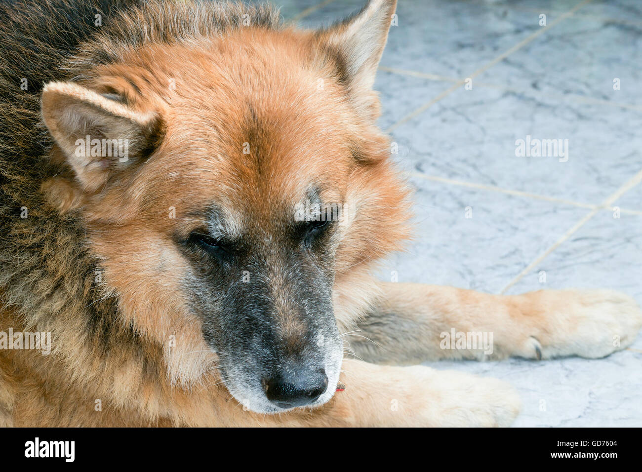 Closeup on the head of a sleepy, muddy, old German Shepherd Stock Photo ...