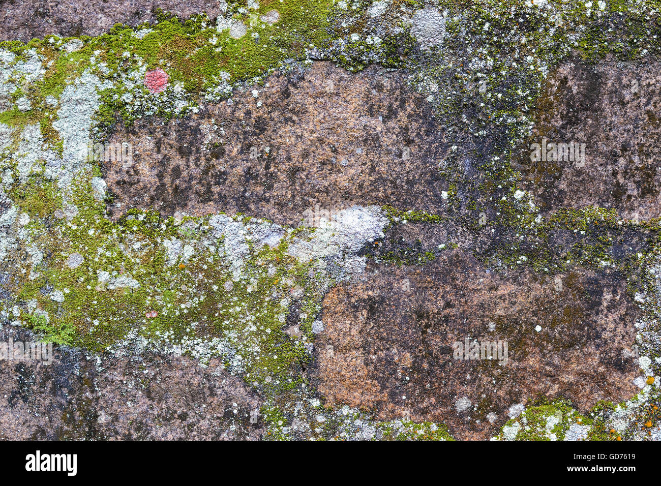 Rock, mold, moss and liken background and texture Stock Photo - Alamy