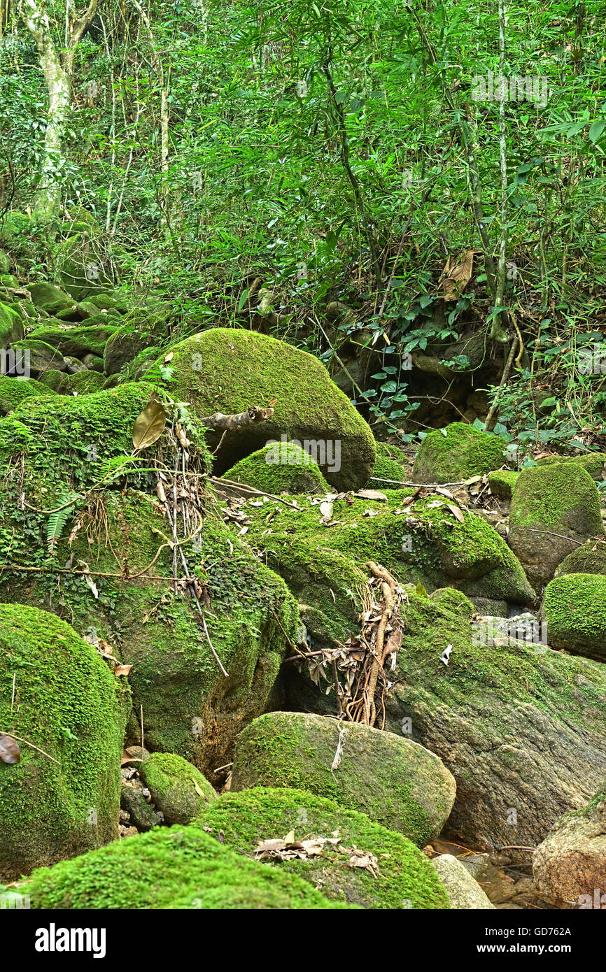 Atlantic Rain Forest Tree High Resolution Stock Photography and Images ...