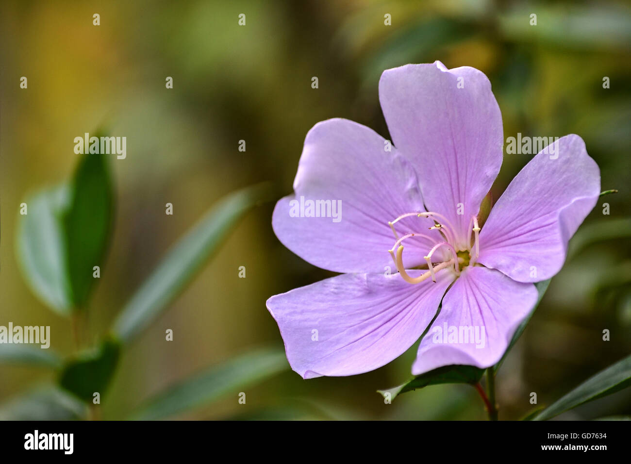 A light pink flower of Tibouchina mutabilis (Manacá-da-serra), in ...