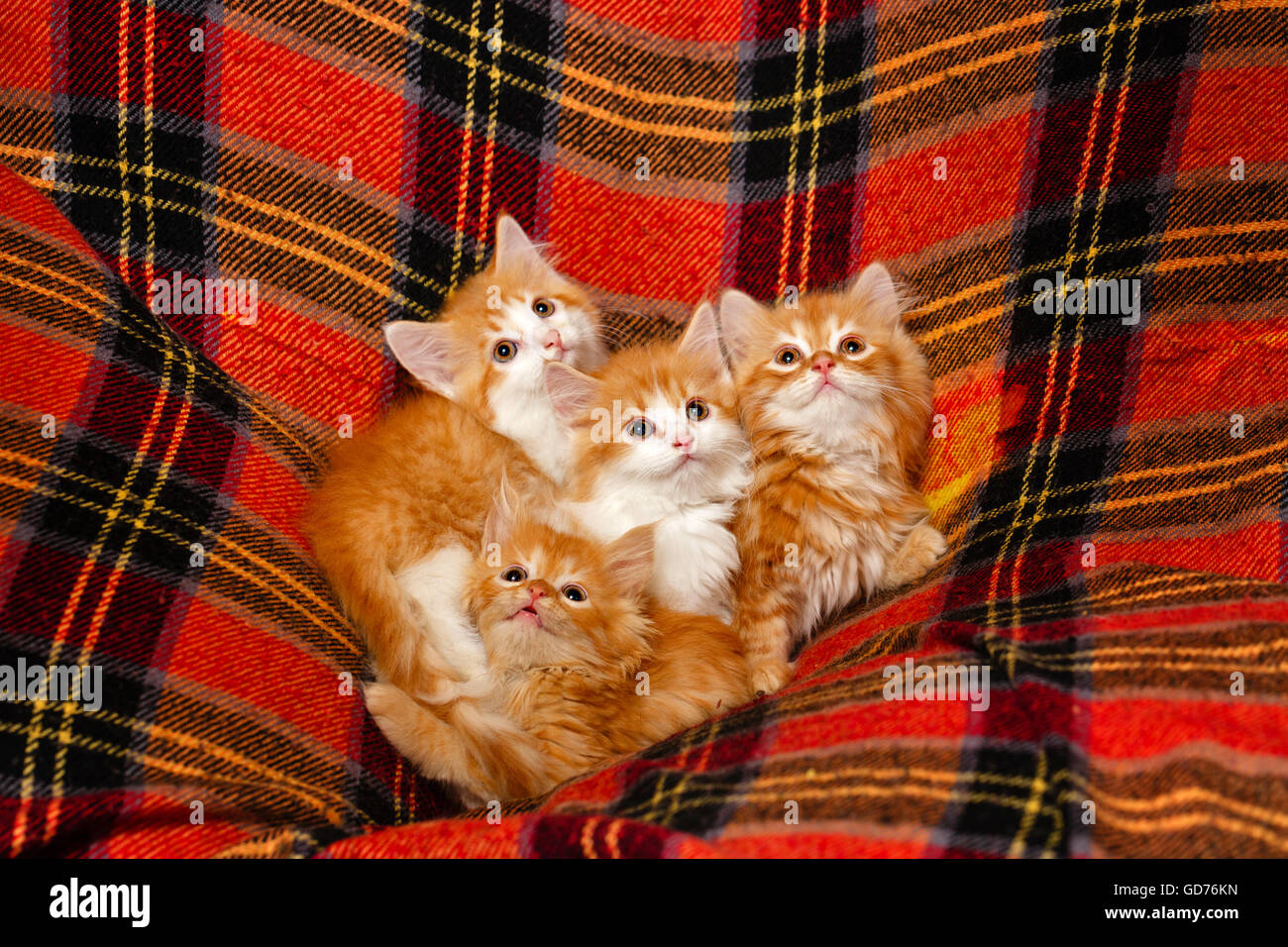 Funny Animals Hiding