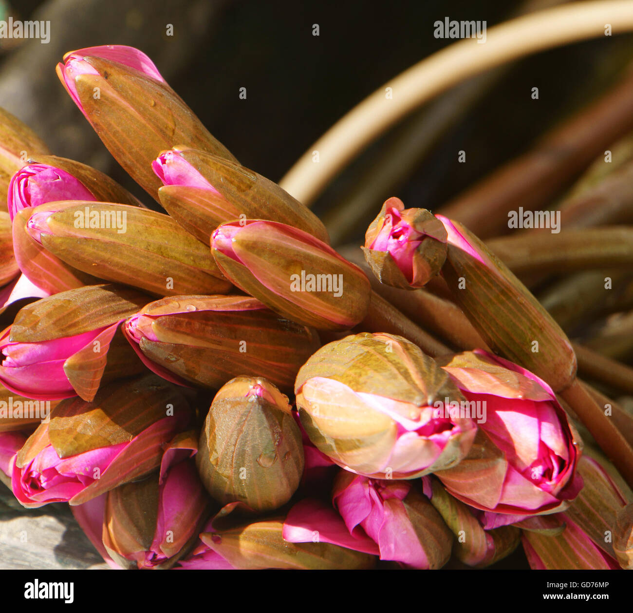Violet water lilly hi-res stock photography and images - Alamy