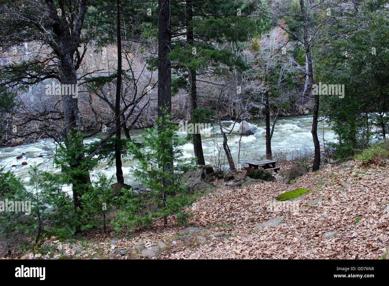 River With Pine Trees and Picnic Table Stock Photo - Alamy