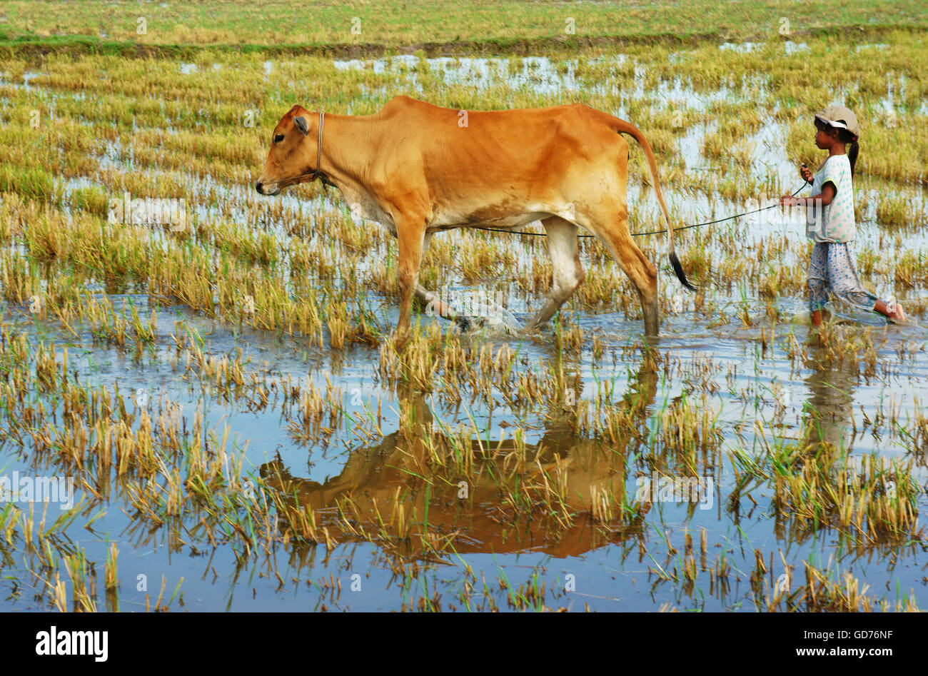 Asian child labor tend cow on rice plantation Stock Photo - Alamy