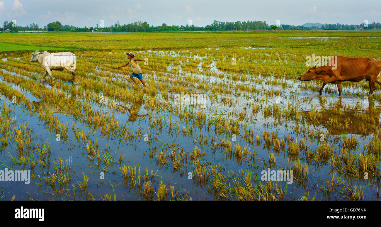 Asian child labor tend cow on rice plantation Stock Photo - Alamy